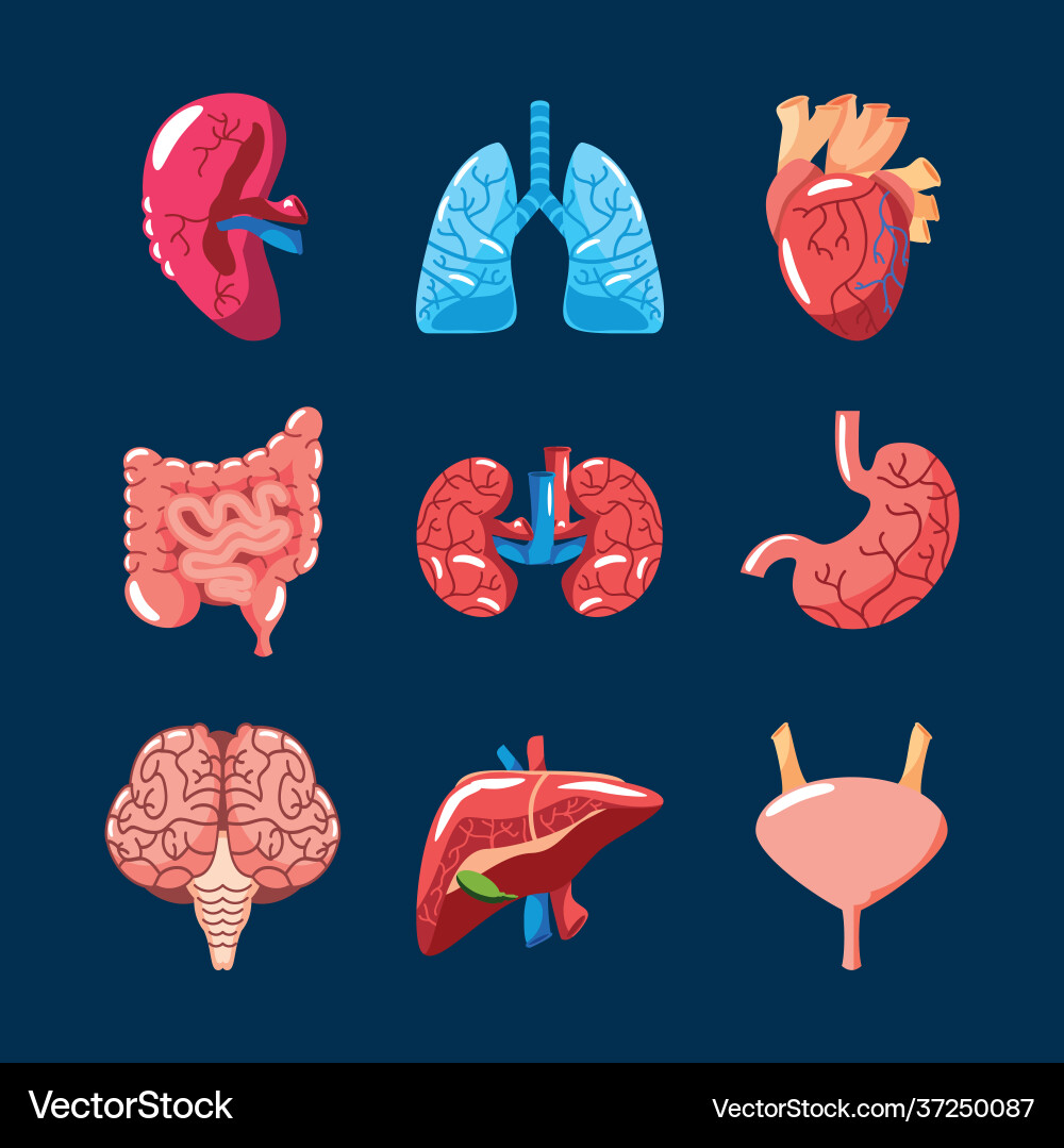 Human organs set Royalty Free Vector Image - VectorStock