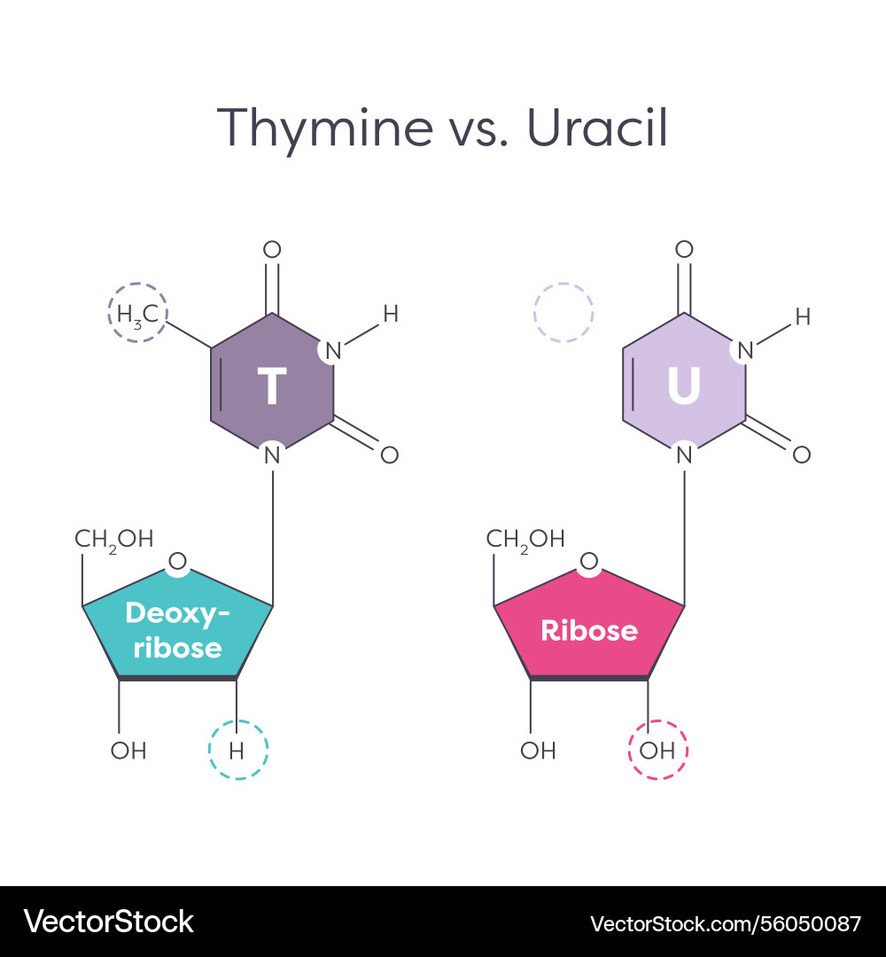Thymine vs uracil Royalty Free Vector Image - VectorStock