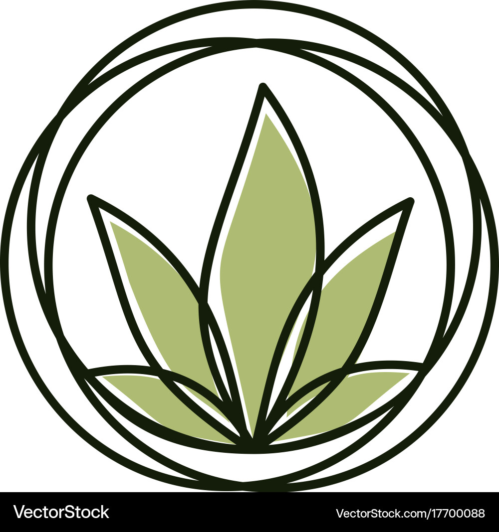 Cannabis Royalty Free Vector Image - VectorStock
