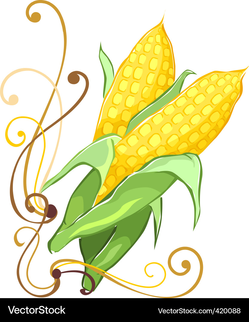 Maize Royalty Free Vector Image - VectorStock