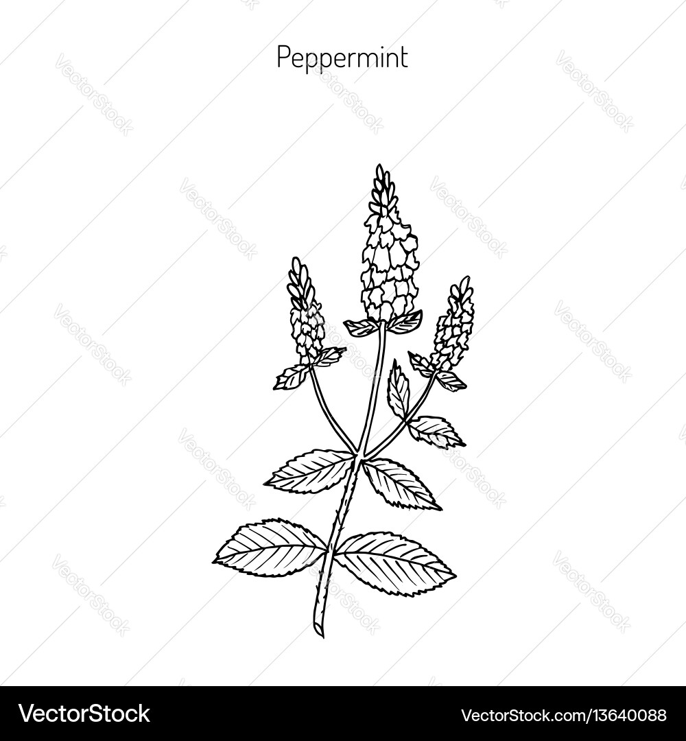Peppermint with leaves and flowers Royalty Free Vector Image