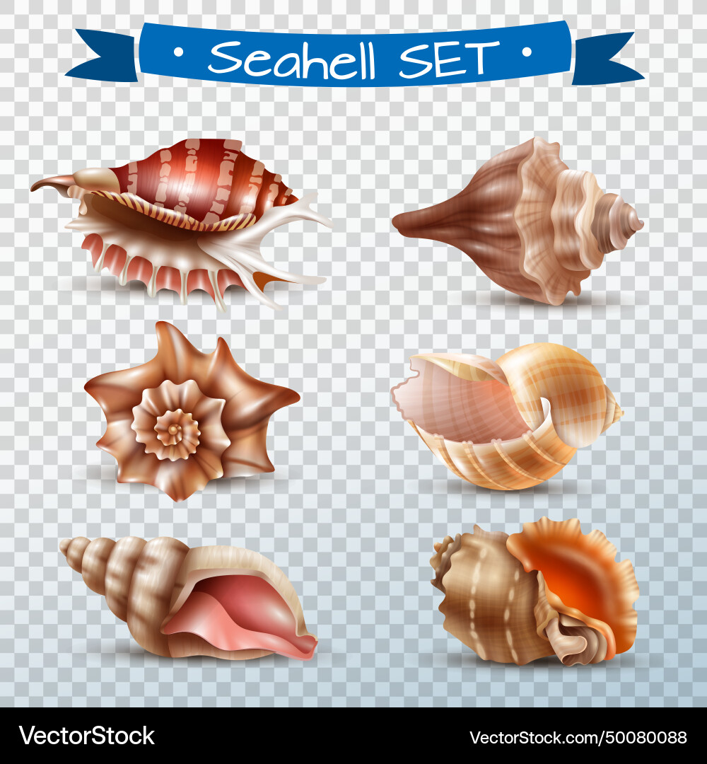 Seashell transparent set Royalty Free Vector Image