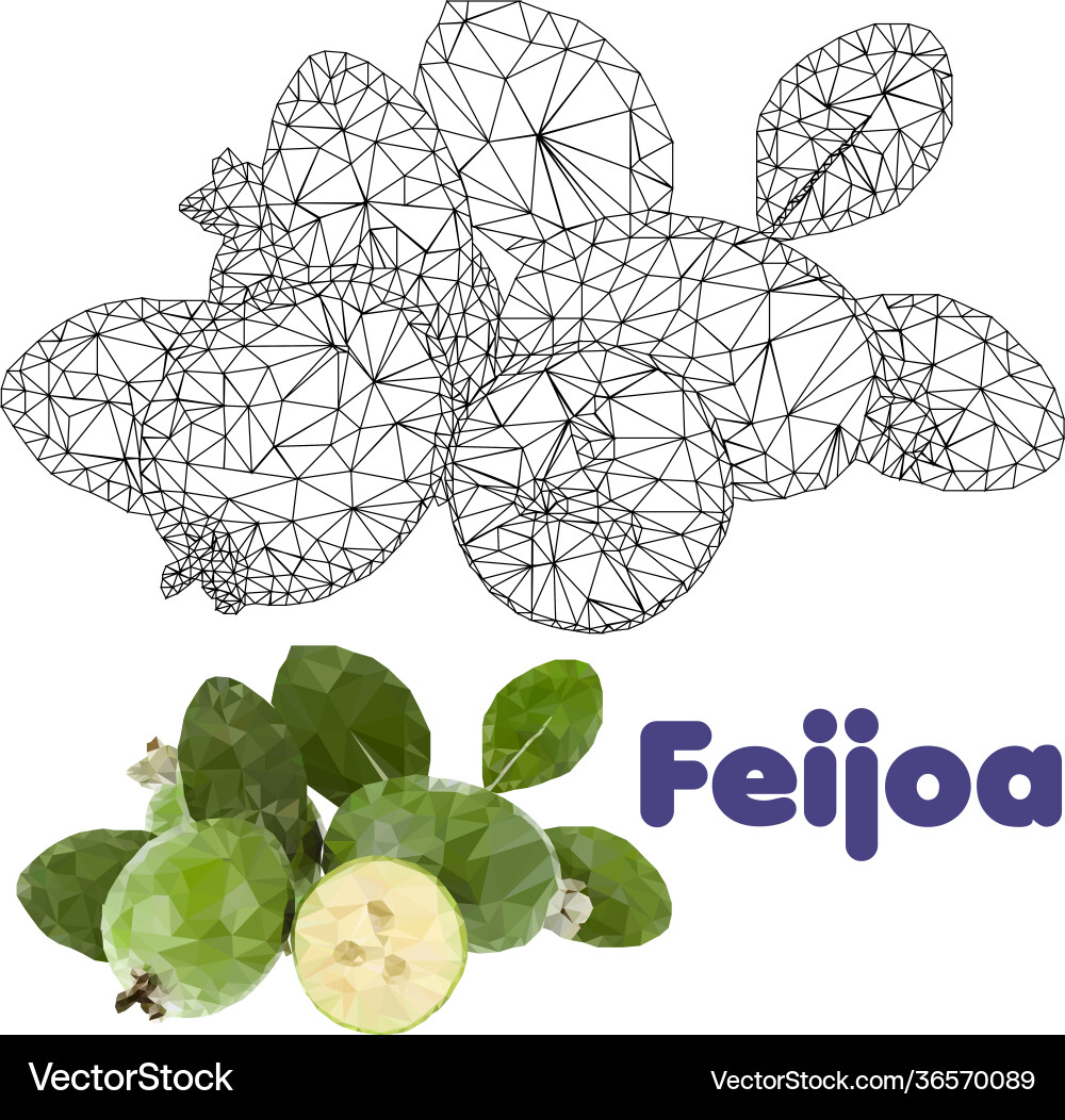 Feijoa fruit geometric Royalty Free Vector Image