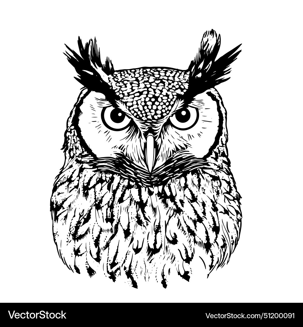 Hand drawn engraving pen and ink owl Royalty Free Vector