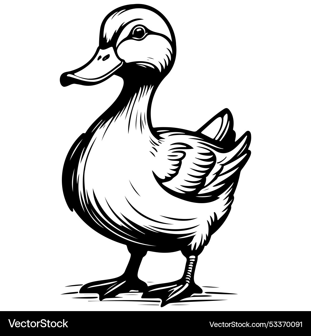 Line duck drawing head art black Royalty Free Vector Image