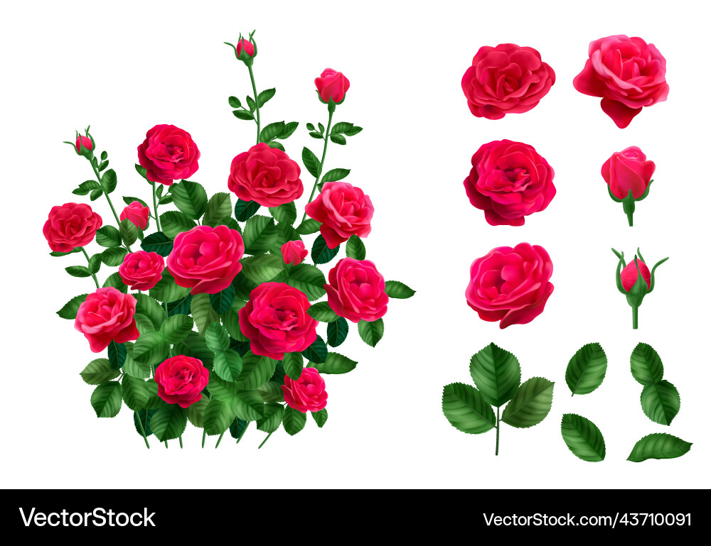 Realistic Rose Bush Collection Royalty Free Vector Image