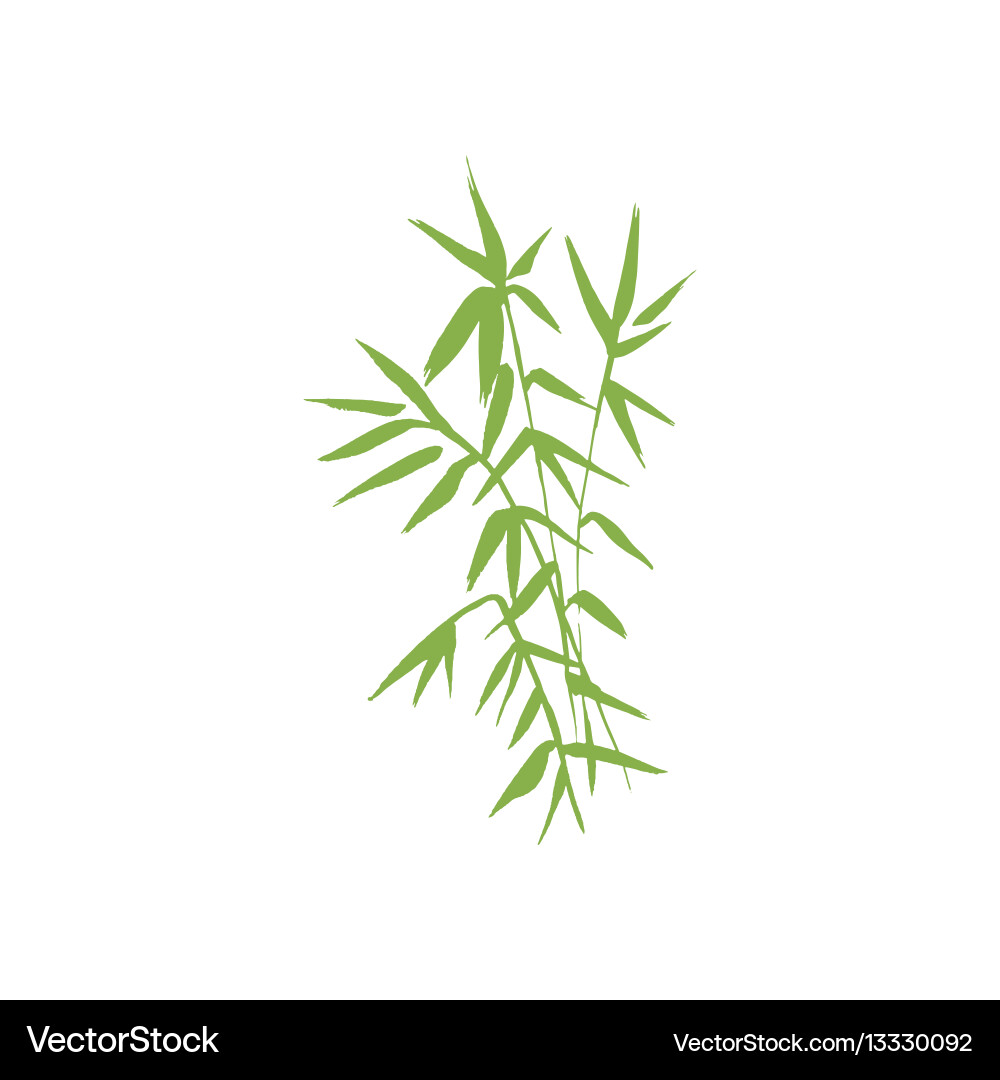 Bamboo plant isolated Royalty Free Vector Image