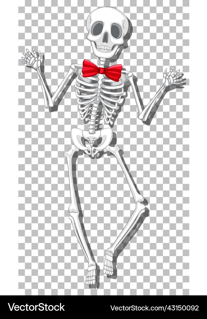 Human skeleton on grid background Royalty Free Vector Image