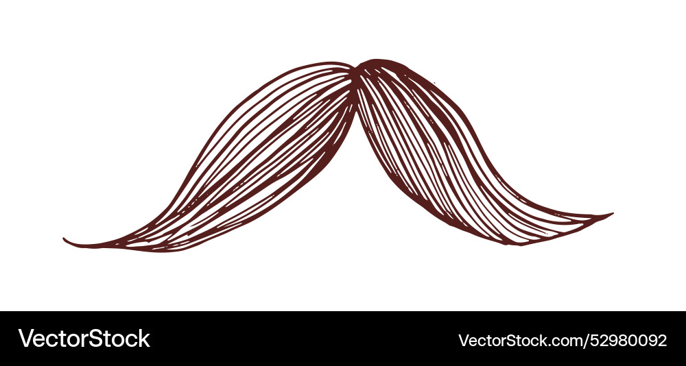 Mustache vintage drawing curved moustache Vector Image