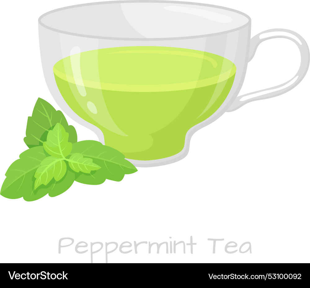 Peppermint tea aroma herbal green leaf drink Vector Image