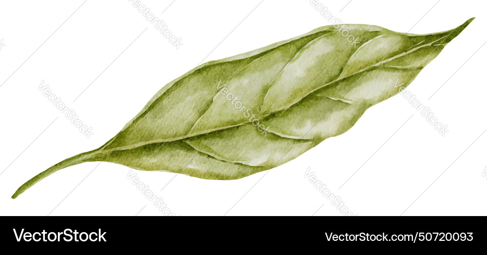 Leaf watercolor hand drawn clip art Royalty Free Vector