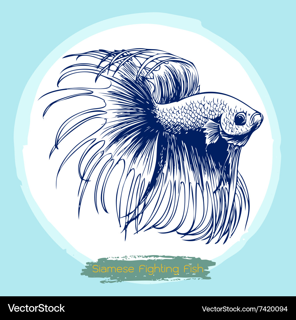 Betta 4 Royalty Free Vector Image - VectorStock