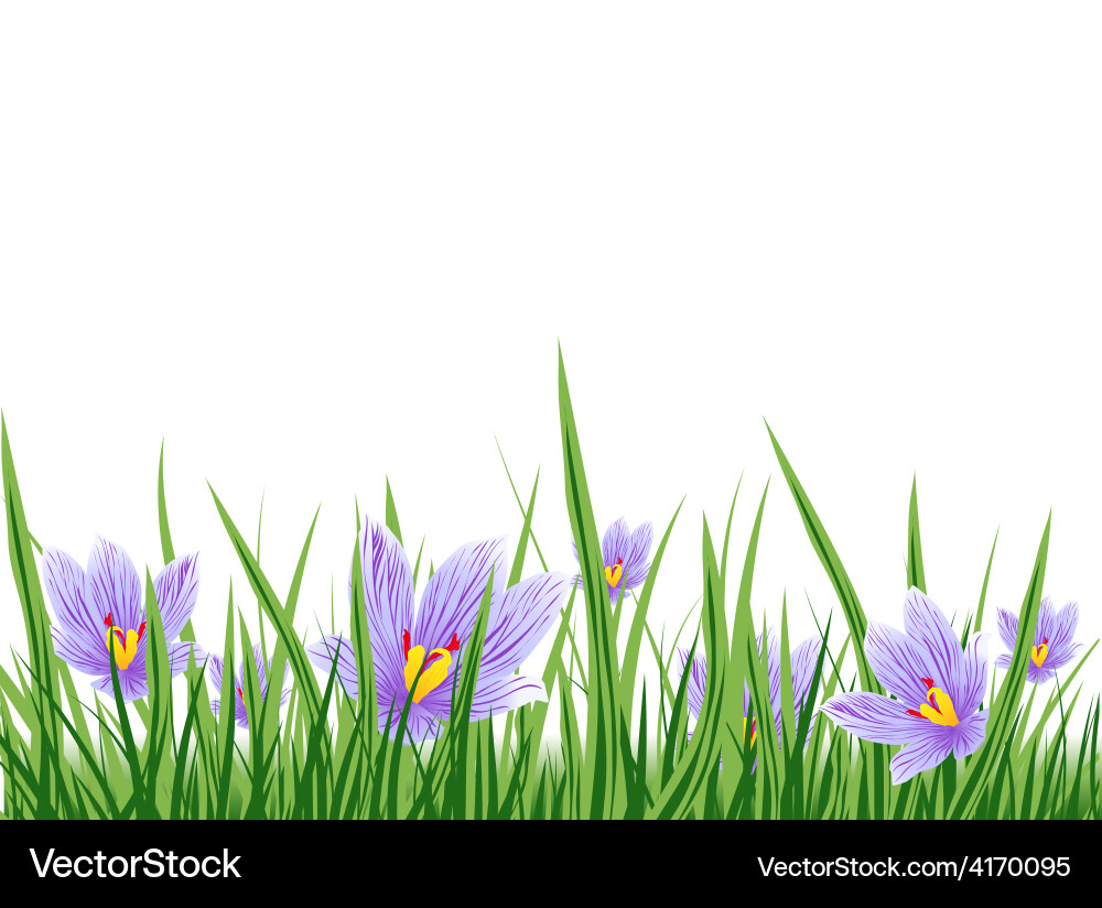 Crocus border Royalty Free Vector Image - VectorStock