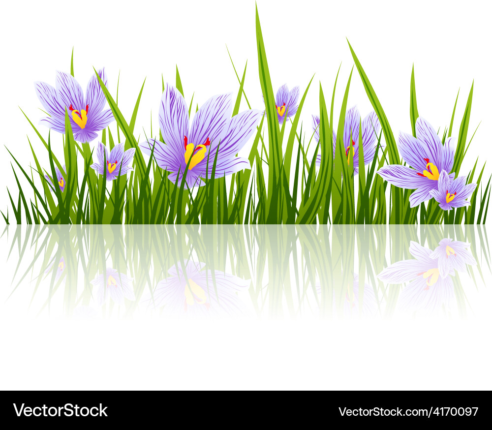 Crocus Royalty Free Vector Image - VectorStock