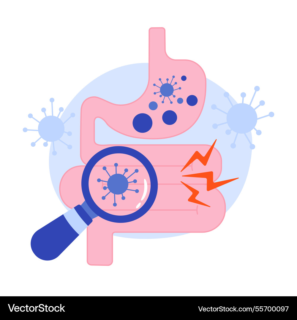 Stomach and intestines Royalty Free Vector Image