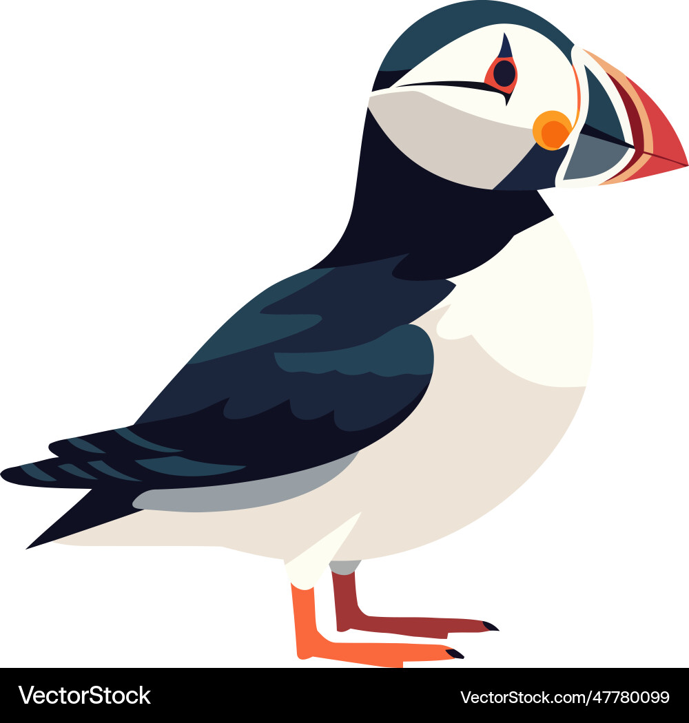 Cute puffin bird exotic animal icon Royalty Free Vector