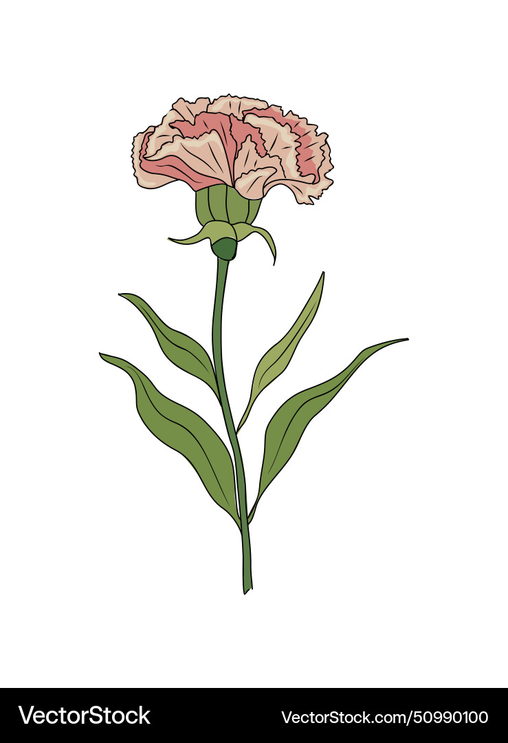 Elegant Carnation Line Art Royalty Free Vector Image