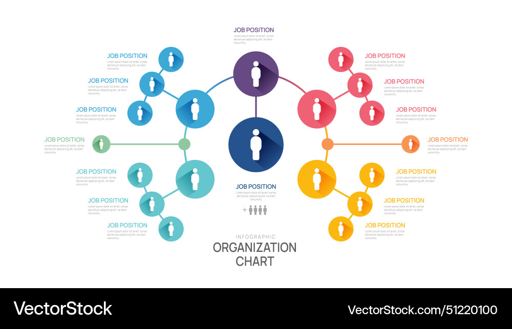 Organization Chart Template Royalty Free Vector Image