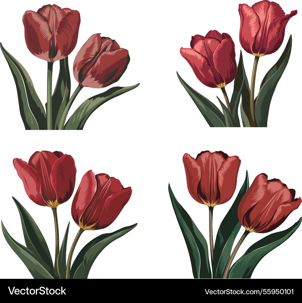 Cute artwork for red tulip Royalty Free Vector Image