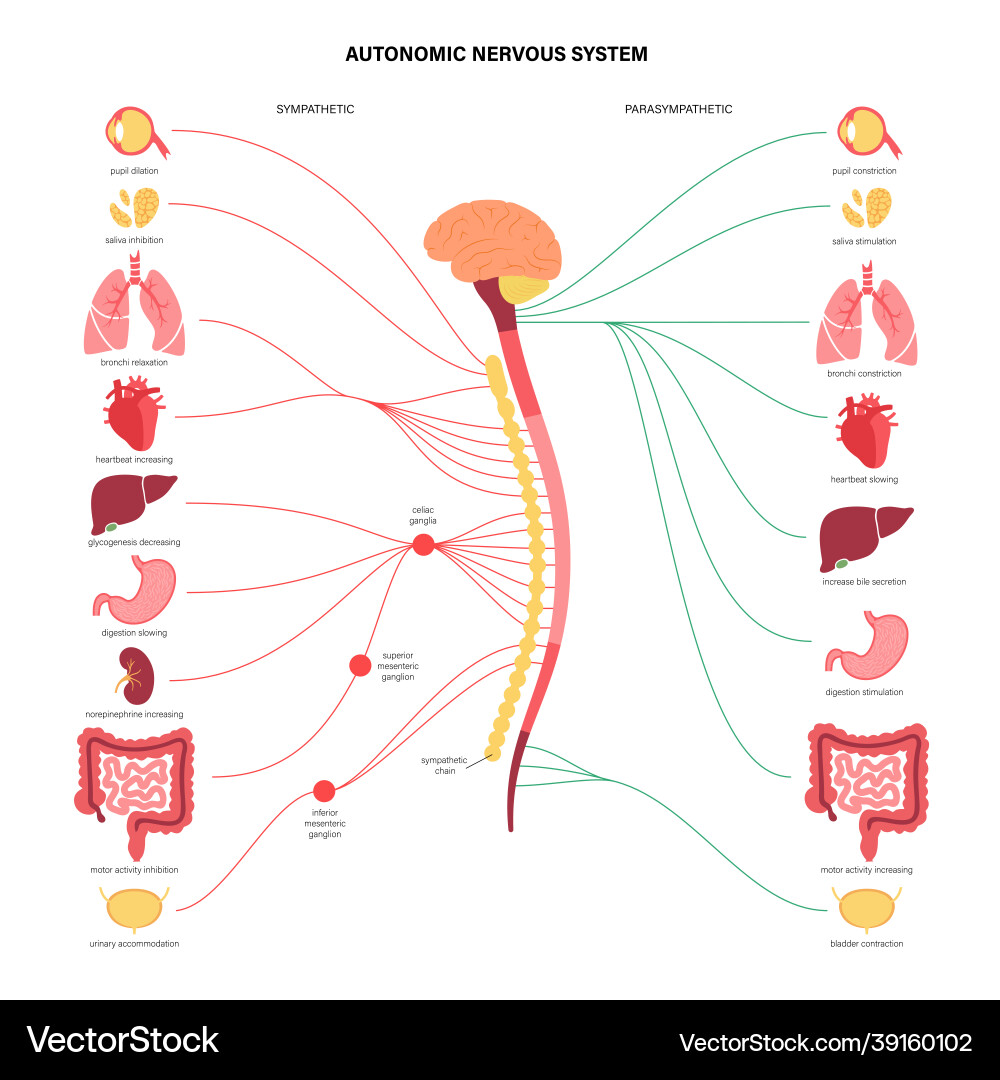Autonomic Nervous System Diagram Royalty Free Vector Image