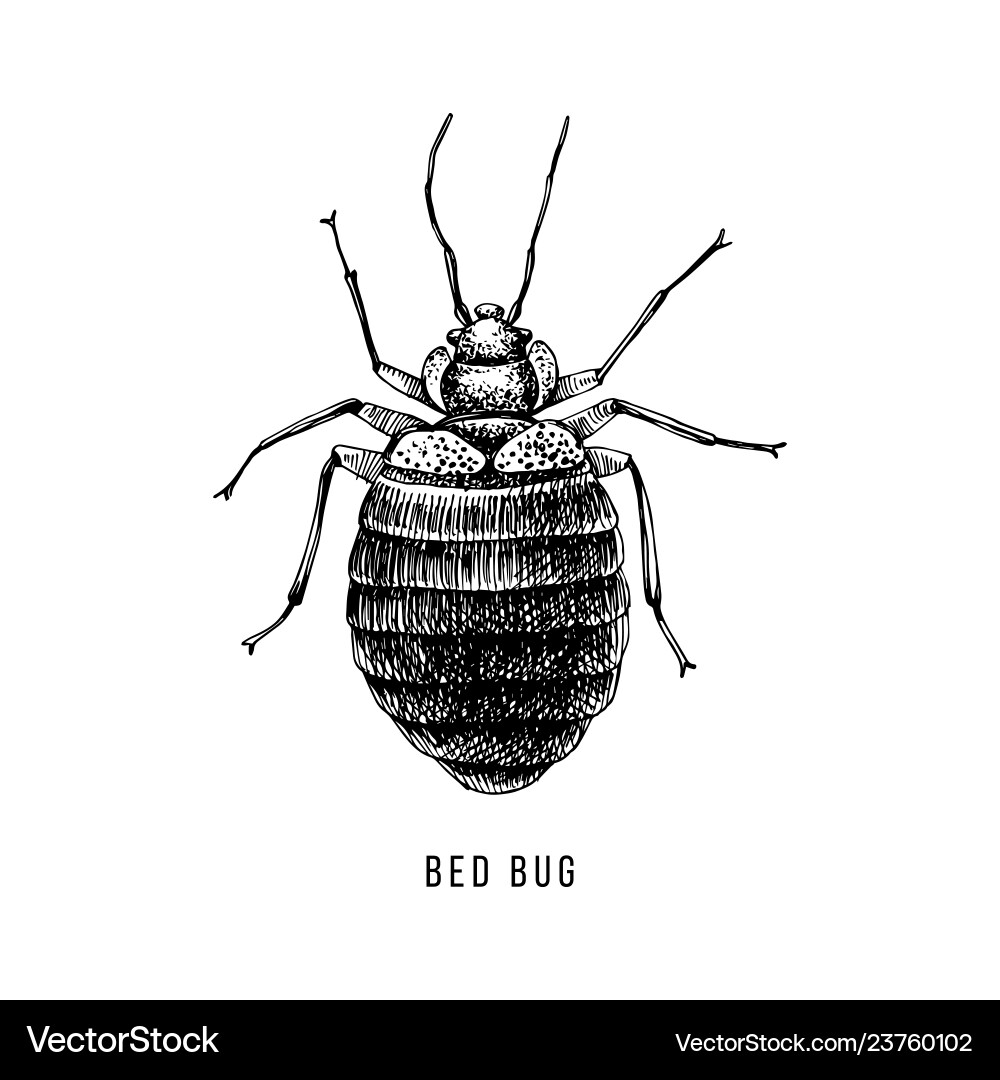 Hand drawn bed bug Royalty Free Vector Image - VectorStock