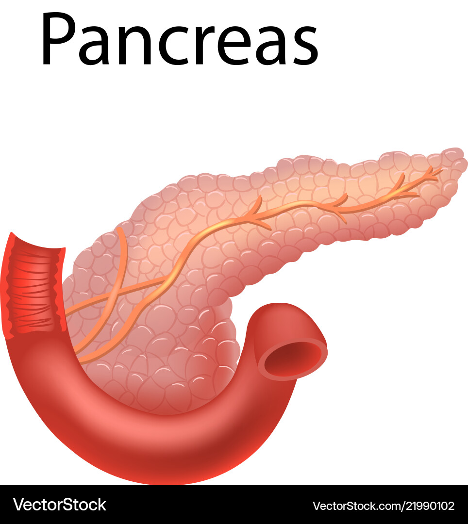 Pancreas icon in realistic style isolated on white