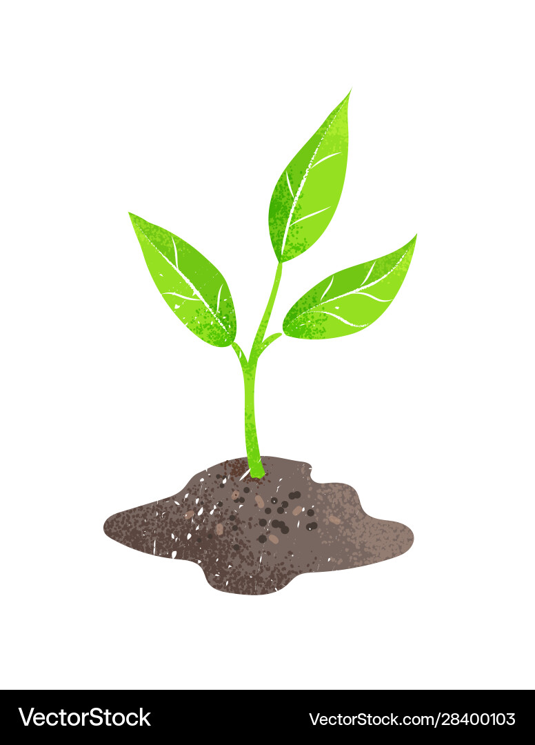 Green plant sprout Royalty Free Vector Image - VectorStock