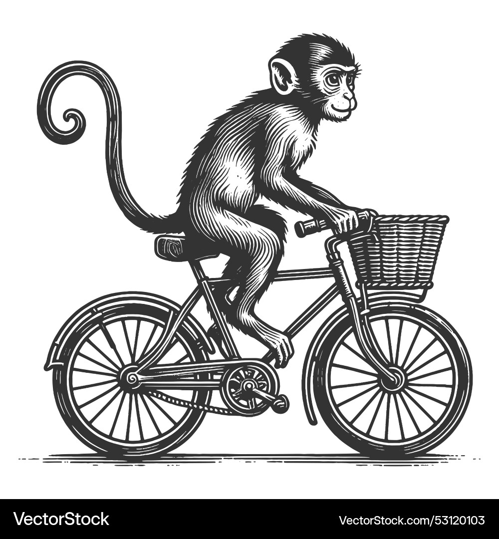 Monkey riding bicycle Royalty Free Vector Image