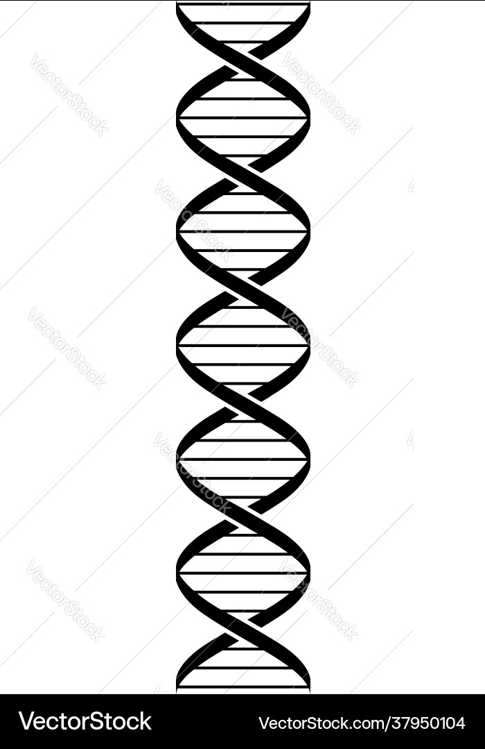 DNA Double Helix Royalty Free Vector Image - VectorStock