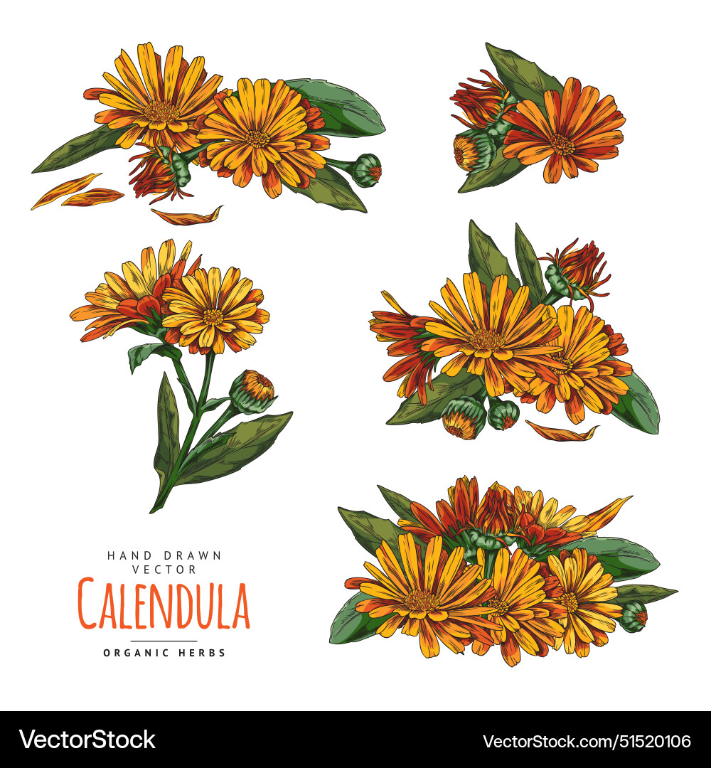 Calendula plant design elements collection sketch Vector Image