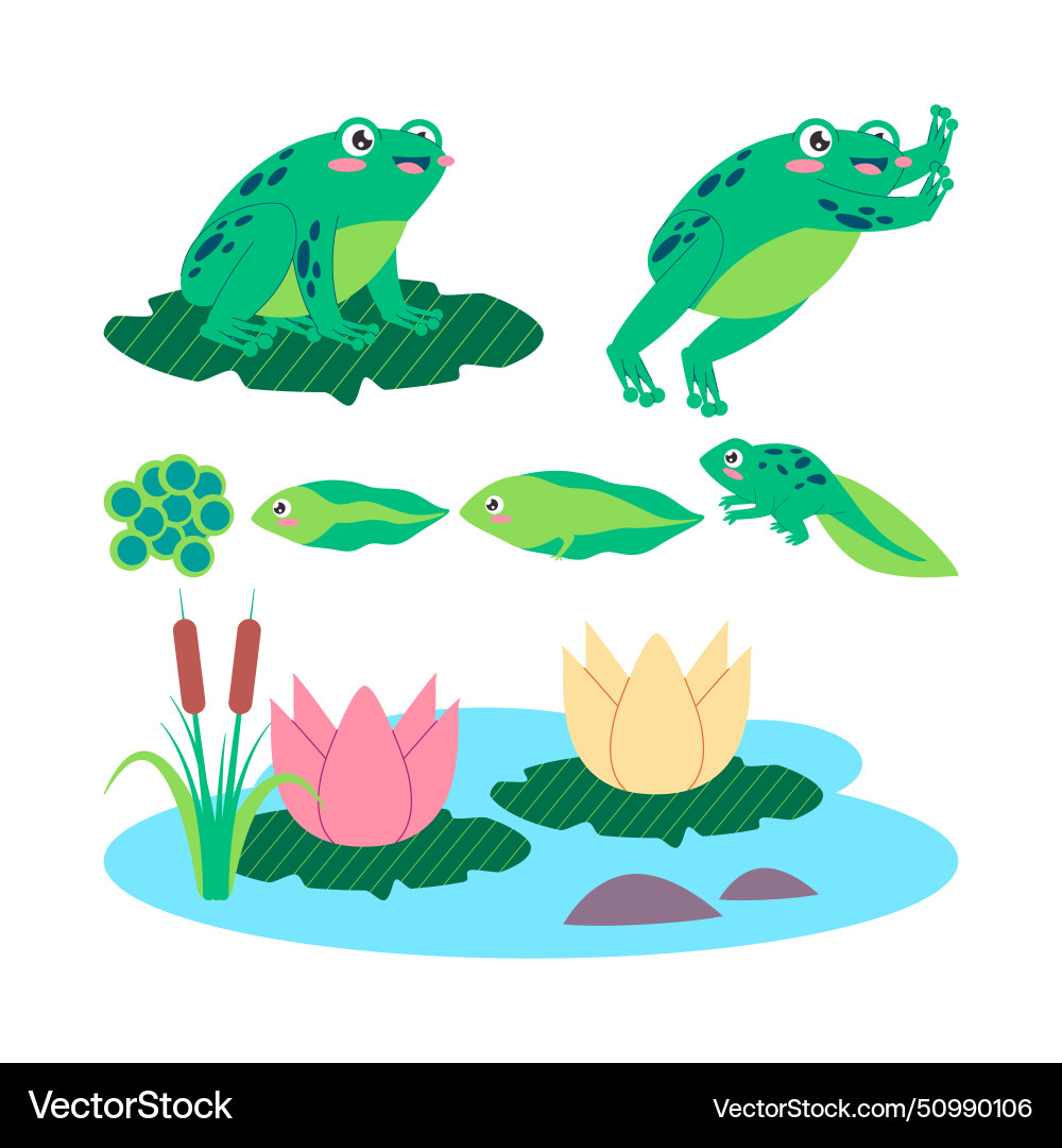 Green color frog life cycle egg tadpole froglet Vector Image