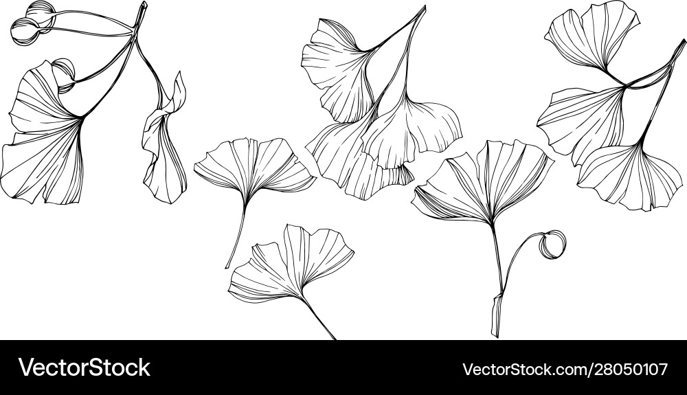 Isolated ginkgo element leaf Royalty Free Vector Image