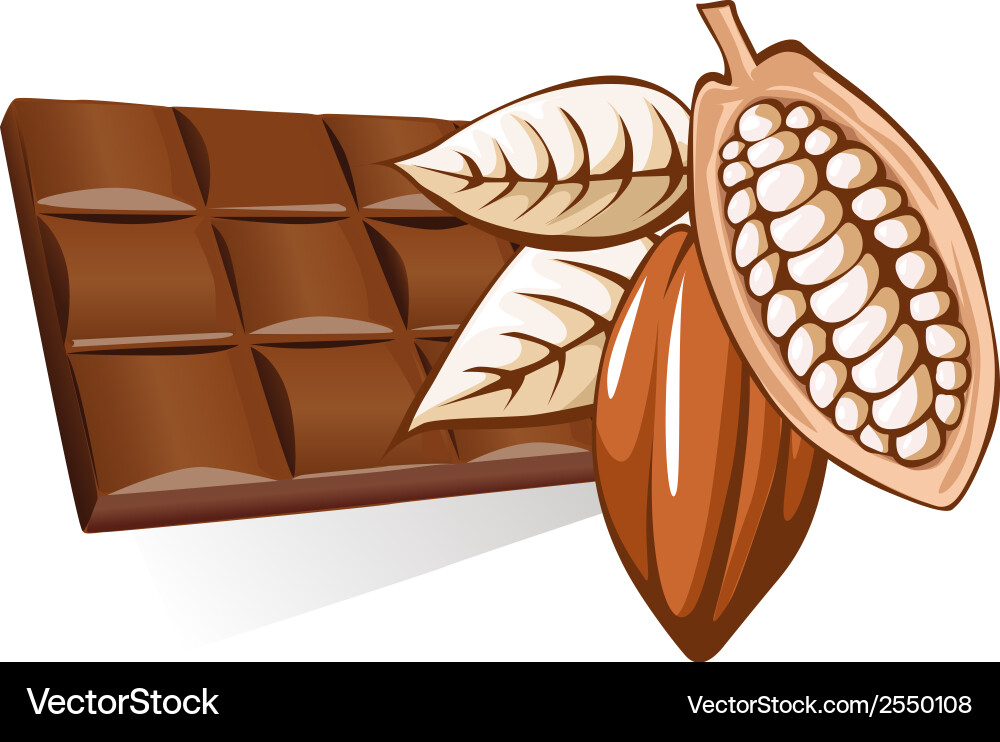 Cocoa Bean Chocolate Royalty Free Vector Image