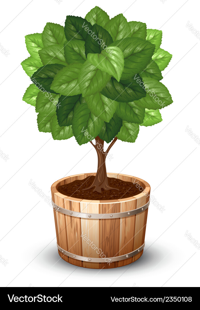 Wooden Tub Bonsai Tree Royalty Free Vector Image