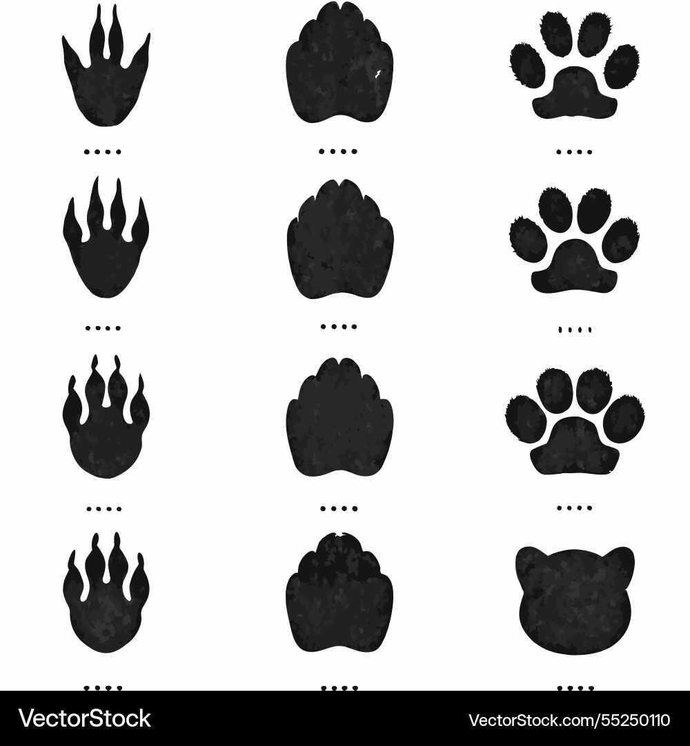 Detailed animal tracks chart for wildlife Vector Image