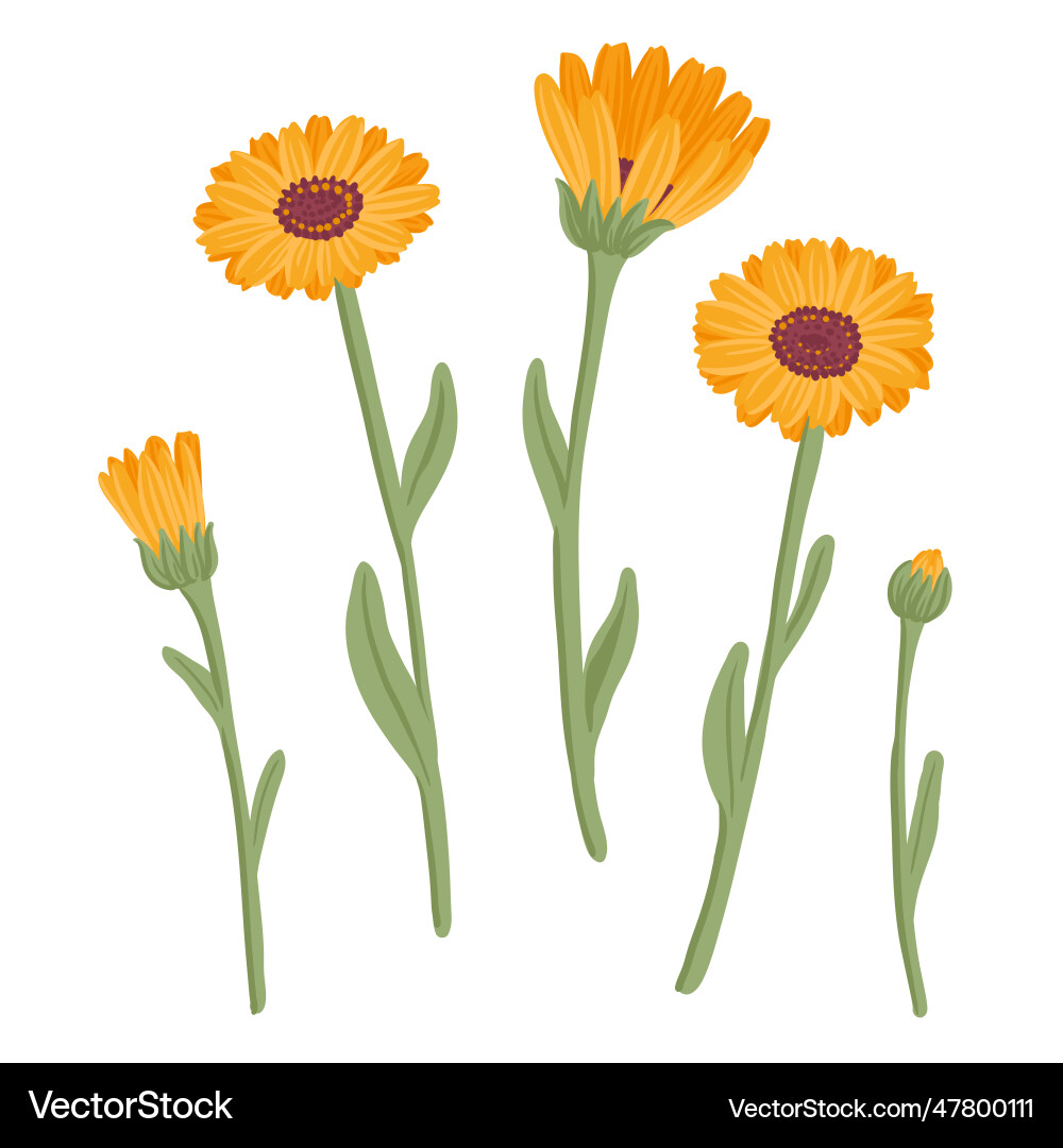 Drawing wild flowers calendula Royalty Free Vector Image