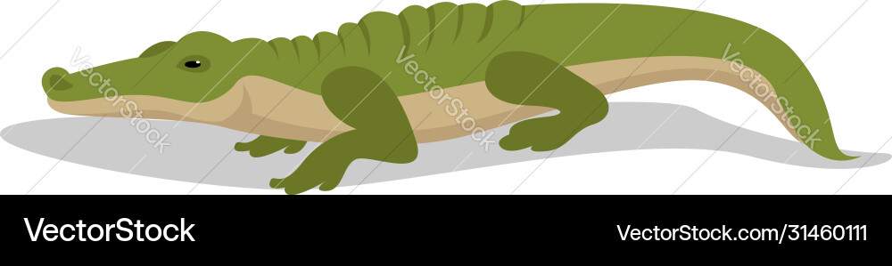 Green alligator on white background Royalty Free Vector