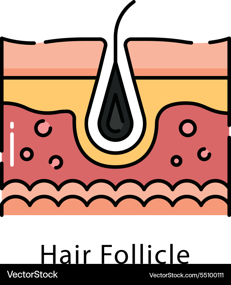 Hair follicle filled Royalty Free Vector Image