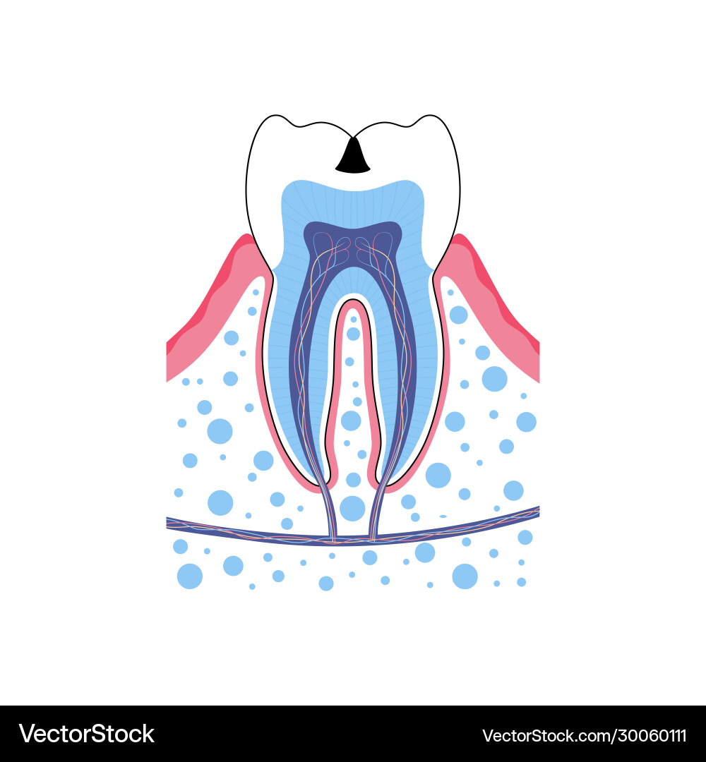Isolated tooth Royalty Free Vector Image - VectorStock
