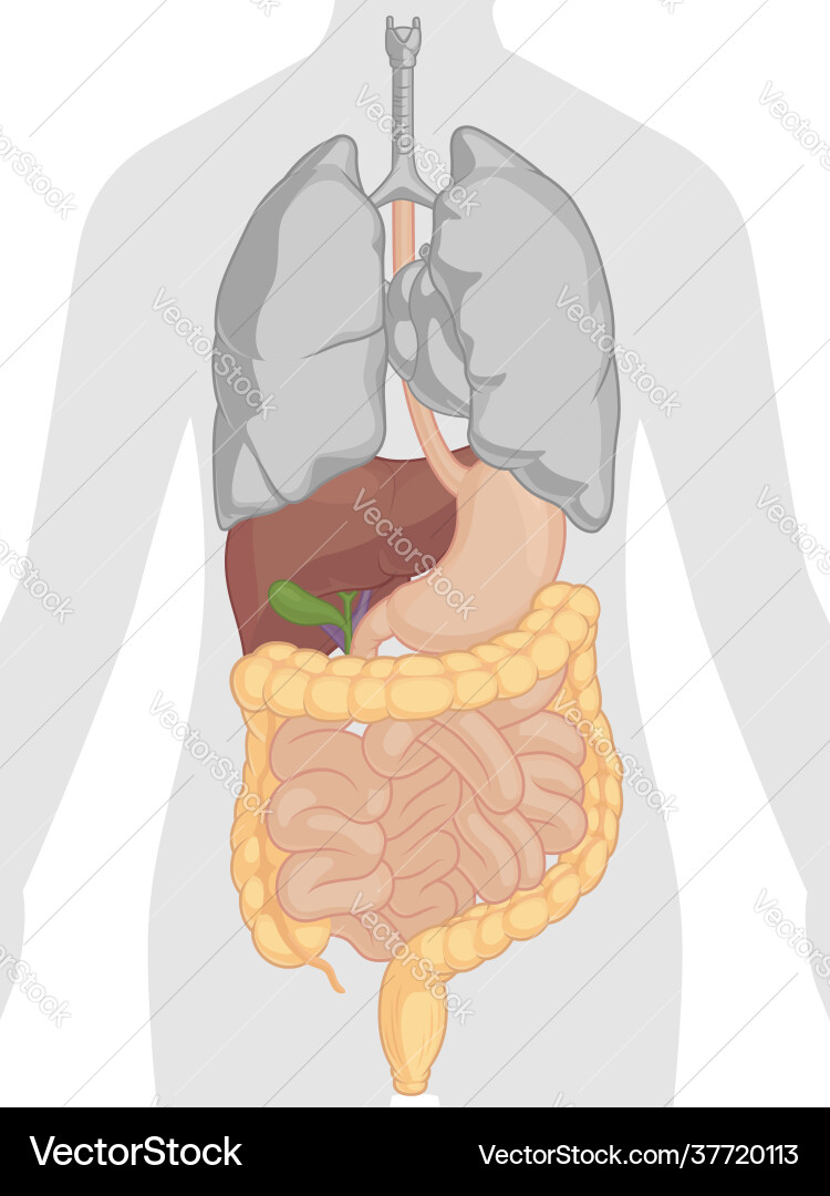 Human digestive system internal organs anatomy Vector Image