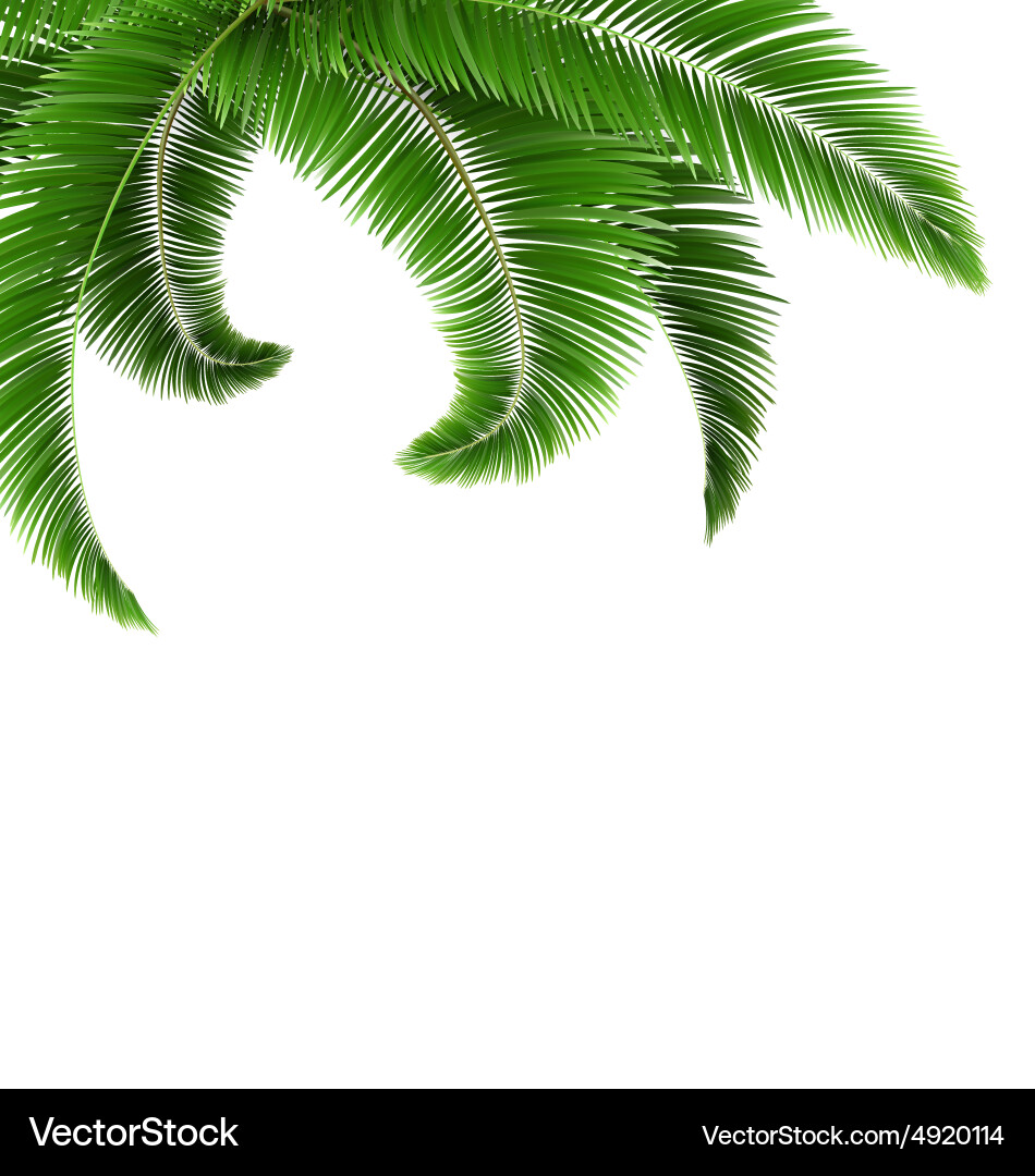 Green palm tree leaves isolated on white Vector Image