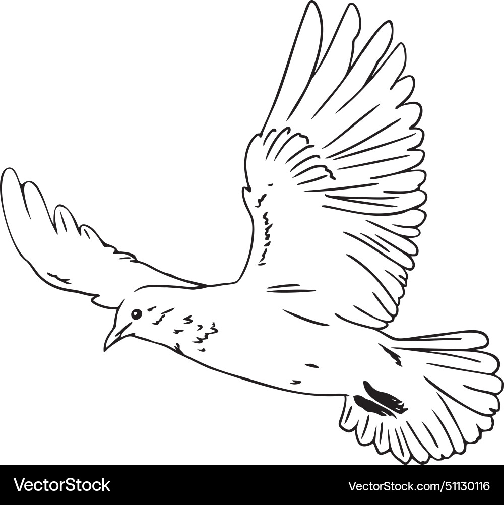 Flying dove bird Royalty Free Vector Image - VectorStock