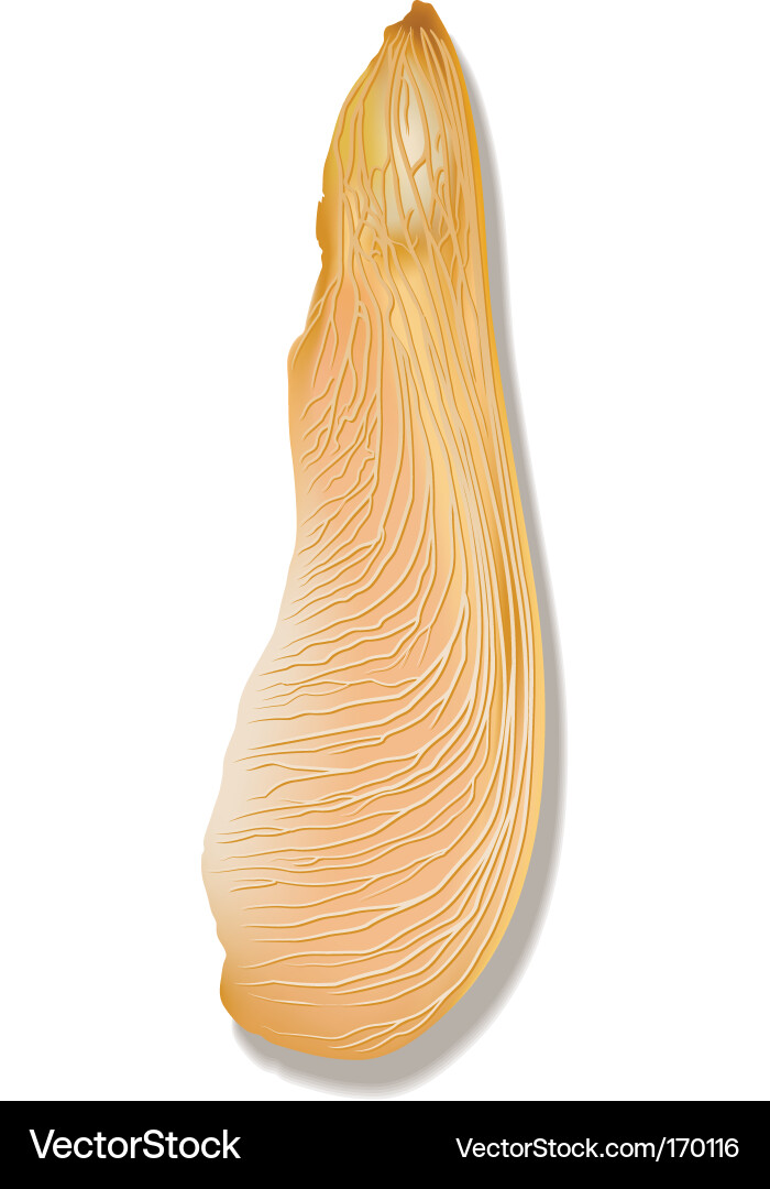 Maple tree helicopter Royalty Free Vector Image