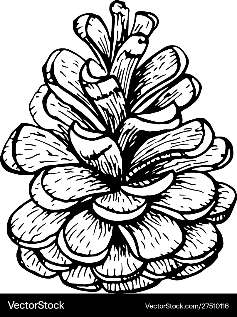 Realistic Pine Cone Royalty Free Vector Image - VectorStock