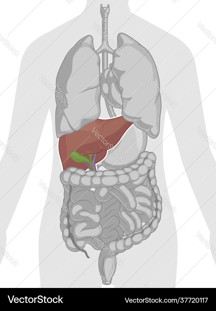 Liver Human Body Part Picture Dictionary