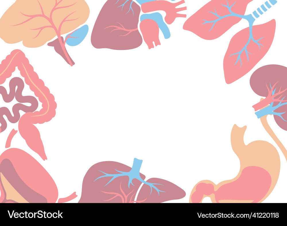Background with internal organs human body Vector Image