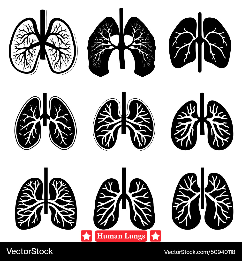 Detailed graphics of human lungs for use Vector Image