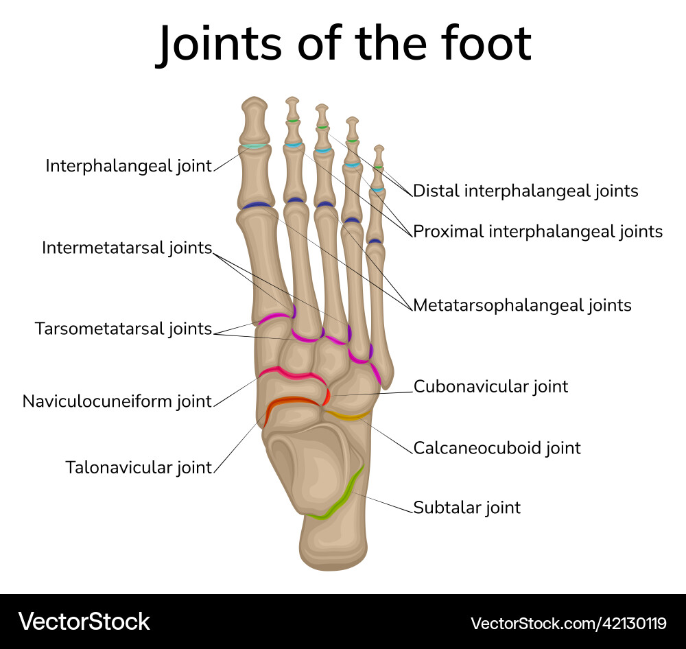 Joints of the foot Royalty Free Vector Image - VectorStock