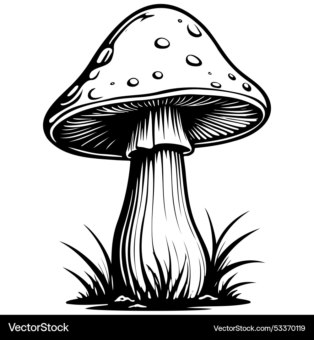 Line mushroom hand drawn transparent Royalty Free Vector