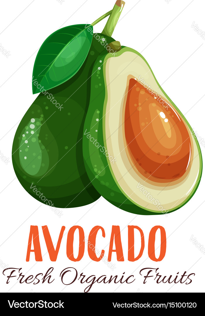 Avocado Royalty Free Vector Image - VectorStock